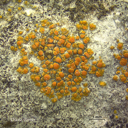 Caloplaca species